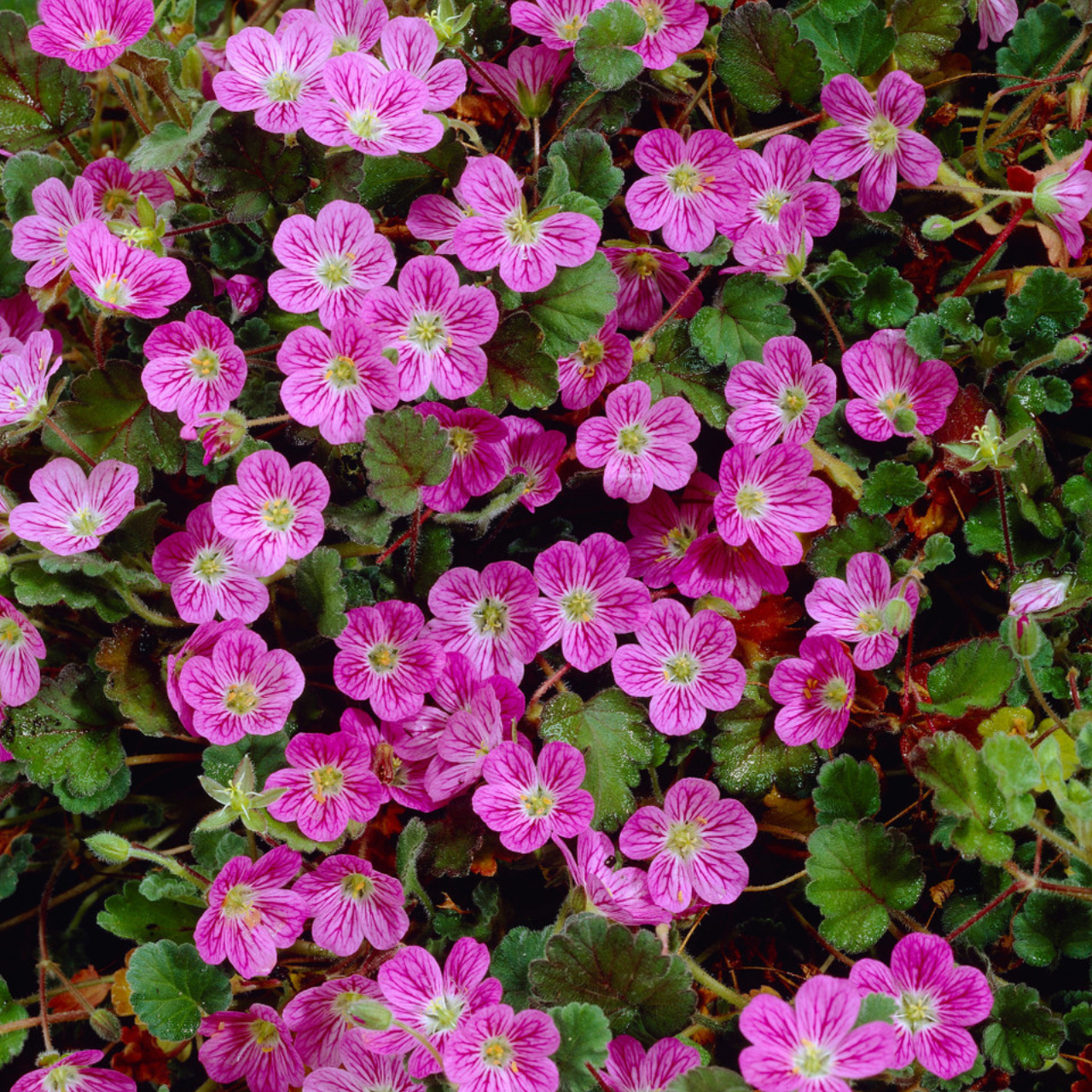 Erodium Bishops Rose | J Parker Dutch Bulbs