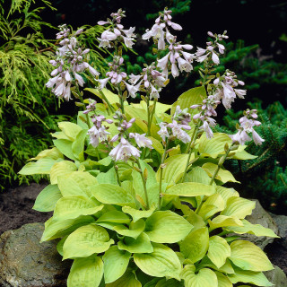 Hostas | Dutch Bulbs