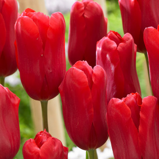 Buy premium quality Tulip Red Proud 10/12cm from Dutch Bulbs
