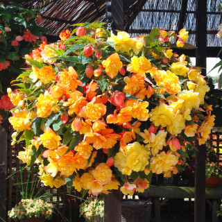 Shop 60 Begonia Apricot Shades (Garden Ready) | J. Parker's Wholesale