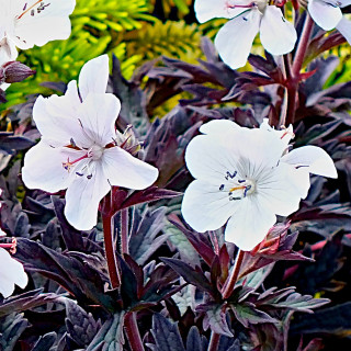 Buy premium-quality Geranium pratense 'Purple Ghost' from Dutch Bulbs
