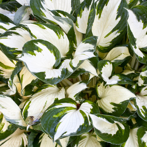 Hostas | Dutch Bulbs