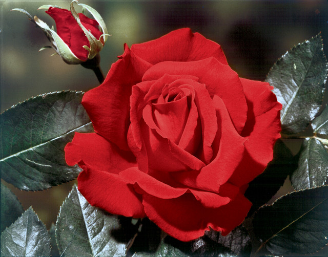 Rose Christian Dior - J Parker Dutch Bulbs (Wholesale) Ltd. (B2B)