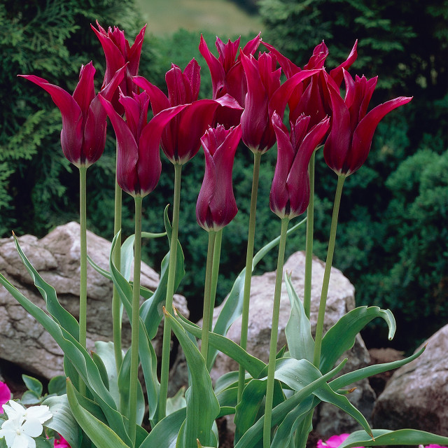 Buy premium quality Tulip Burgundy 10/12cm from Dutch Bulbs
