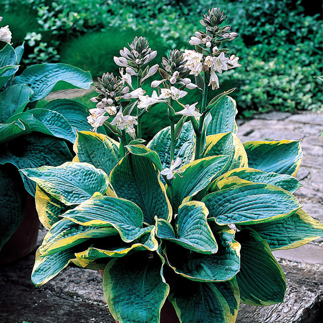 Hostas | Dutch Bulbs