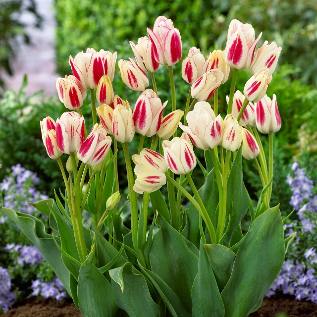 Buy premium quality Tulip Candy Club 11/12cm from Dutch Bulbs