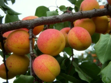 Buy Apricot 'Large Early' - J Parker Dutch Bulbs