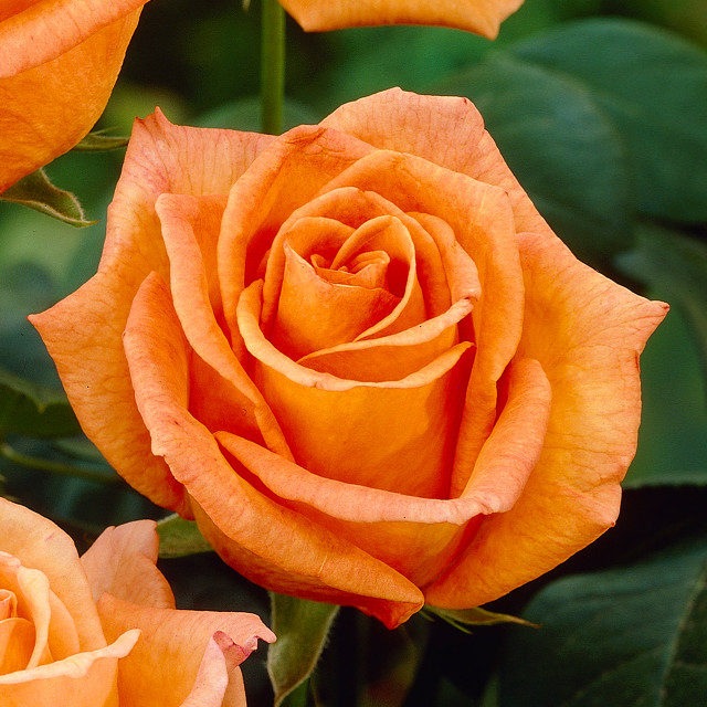 Rose Doris Tysterman - J Parker Dutch Bulbs (Wholesale) Ltd. (B2B)