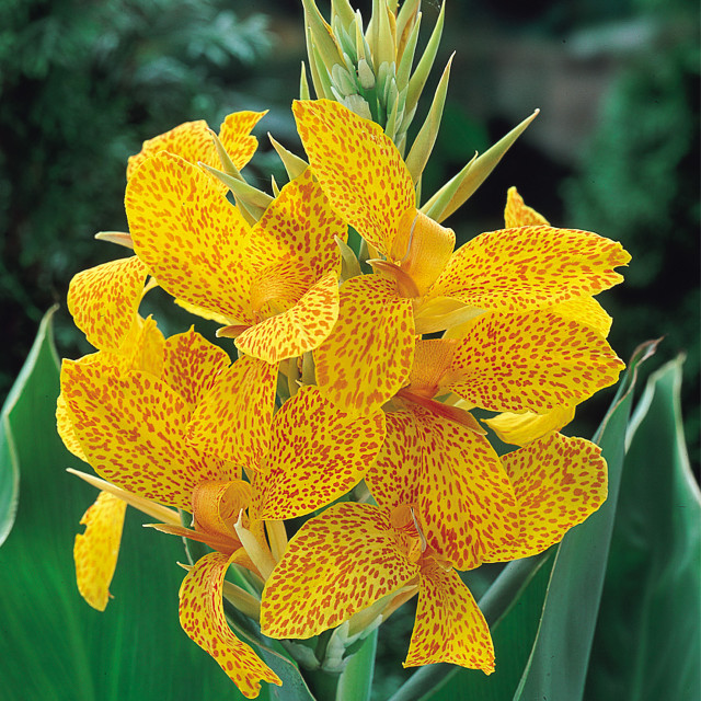 Canna Golden Lucifer - J Parker Dutch Bulbs (Wholesale) Ltd. (B2B)