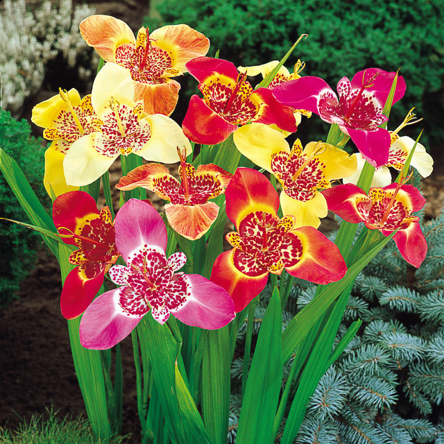 Tigridia Mixed 7cm+ - J Parker Dutch Bulbs (Wholesale) Ltd. (B2B)