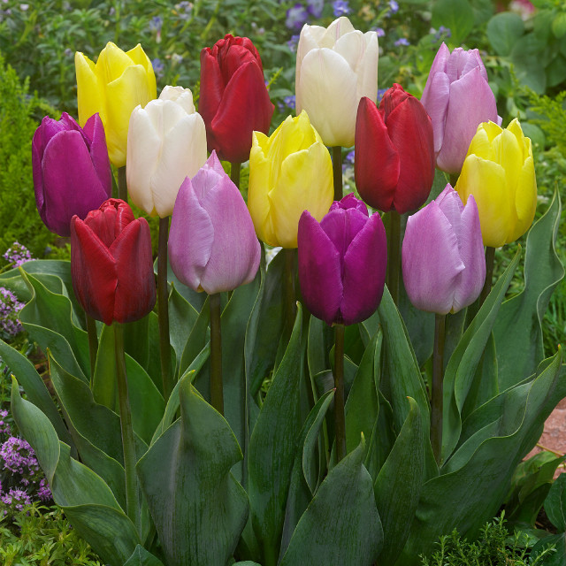 Buy premium quality Tulip Prince Mixed 10/12cm from Dutch Bulbs