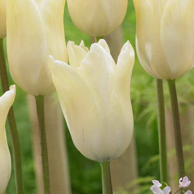 Buy premium quality Tulip First Proud 10/12cm from Dutch Bulbs