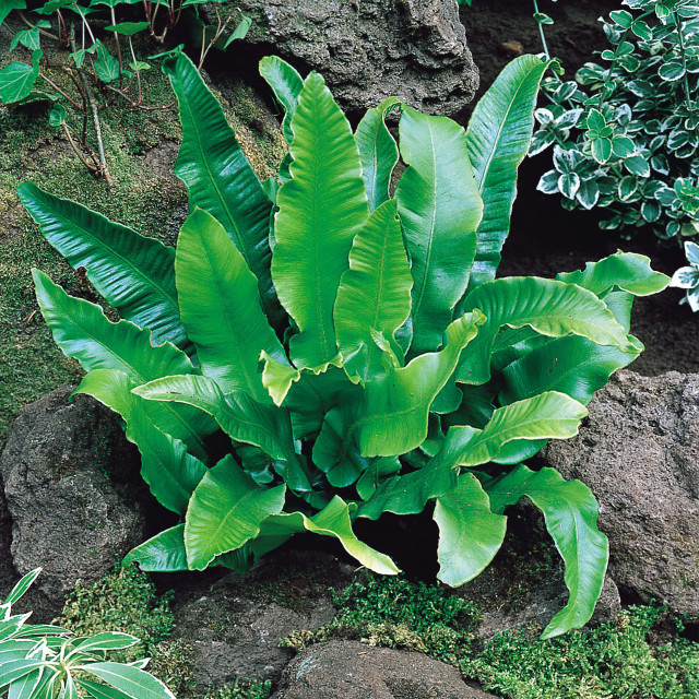 Asplenium scolopendrium | Parkers Wholesale