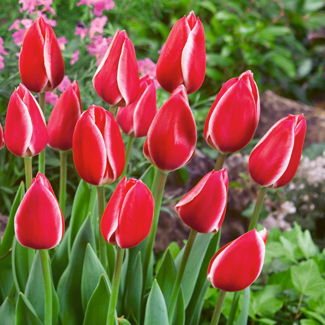 Buy premium quality Tulip 'Candy Apple Delight' 10/12cm from Dutch Bulbs