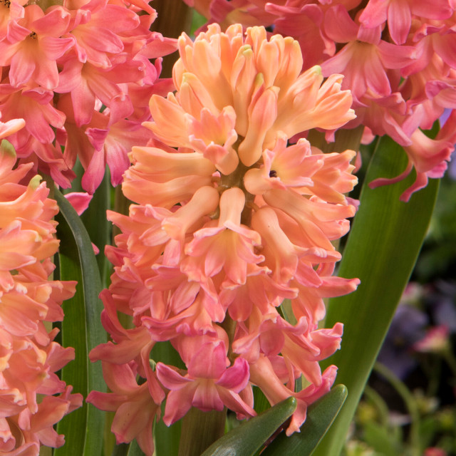 Buy premium-quality Hyacinth 'Sweet Invitation' from Dutch Bulbs