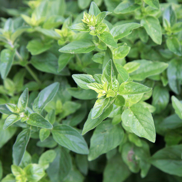 Herb Oregano Vulgare - J Parker Dutch Bulbs (Wholesale) Ltd. (B2B)