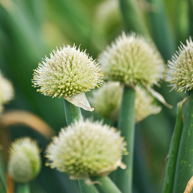 Shop top quality Welsh Onion seeds from Dutch Bulbs