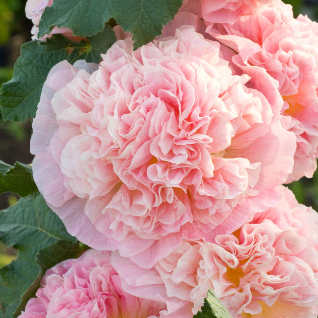 Buy premium-quality Alcea rosea Charters Peaches and Apricot colour ...