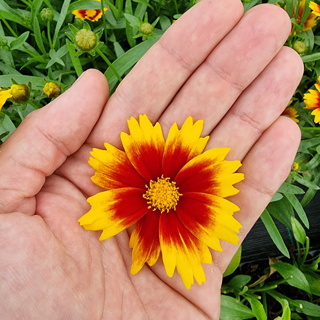Buy premium-quality Coreopsis Solar Jewel from Dutch Bulbs