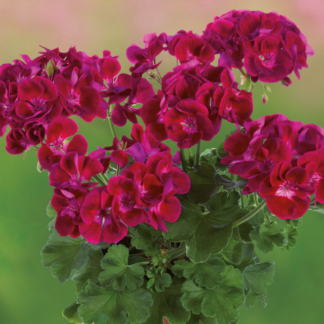 Buy premium quality Geranium Zonal Burgundy from Dutch Bulbs