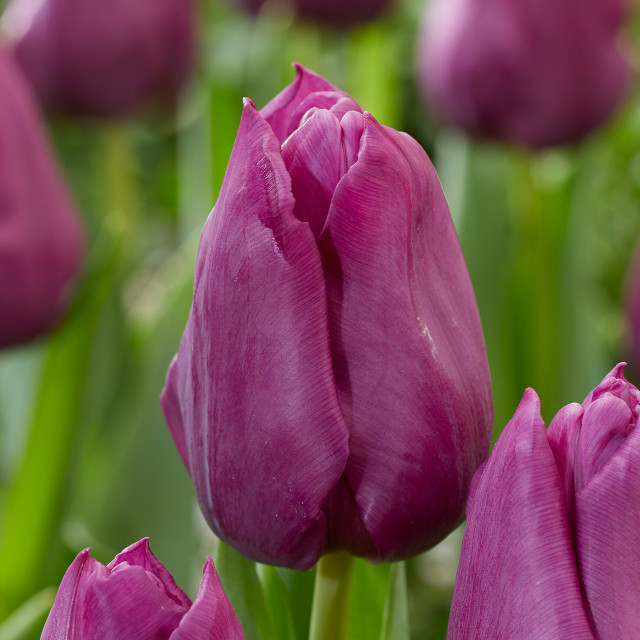 Buy premium-quality Powerpoint from Dutch Bulbs