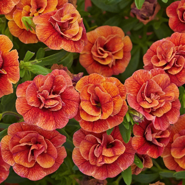 Buy premium quality Calibrachoa Calita Double Collection from Dutch Bulbs