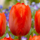 Buy premium quality Tulip Orange Van Eijk 10/12cm from Dutch Bulbs