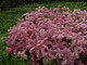 Sedum pulchellum Sea Star | Parkers Wholesale