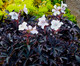 Shop Geranium pratense 'Purple Ghost' | J Parkers