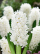 Prepared Hyacinth Aiolos | Parkers Wholesale