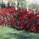 Rose Stromboli | Parkers Wholesale