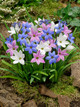 Ipheion uniflorum Mixed | Parkers Wholesale
