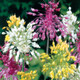 Buy Allium Fireworks Bulbs | J Parker Dutch Bulbs