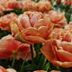 Tulip 'Copper Image' | J Parker Dutch Bulbs