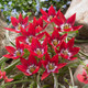 Buy premium quality Tulip Tiny Timo 5/6cm 10/12cm from Dutch Bulbs