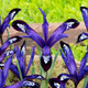 Iris Reticulata Blue Note | Parkers Wholesale