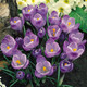 Crocus 'Remembrance' - J Parker Dutch Bulbs (Wholesale) Ltd. (B2B)