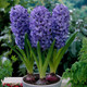 Hyacinth Delft Blue 16-17cm - J Parker Dutch Bulbs (Wholesale) Ltd. (B2B)