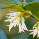 Shop Sarcococca Confusa | J. Parker's Wholesale