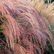Buy premium-quality Miscanthus sinensis 'Flamingo' from Dutch Bulbs