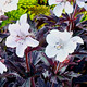 Buy premium-quality Geranium pratense 'Purple Ghost' from Dutch Bulbs
