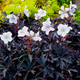 Buy premium-quality Geranium pratense 'Purple Ghost' from Dutch Bulbs