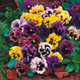 Shop top quality Pansy Masterpiece Rococo Mix seeds from Dutch Bulbs