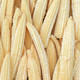 Buy premium-quality Miniature Sweet Corn Sweetcorn Minipop F1 from ...
