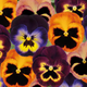 60 Pansy Matrix Northern Lights (Garden Ready) - J Parker Dutch Bulbs ...