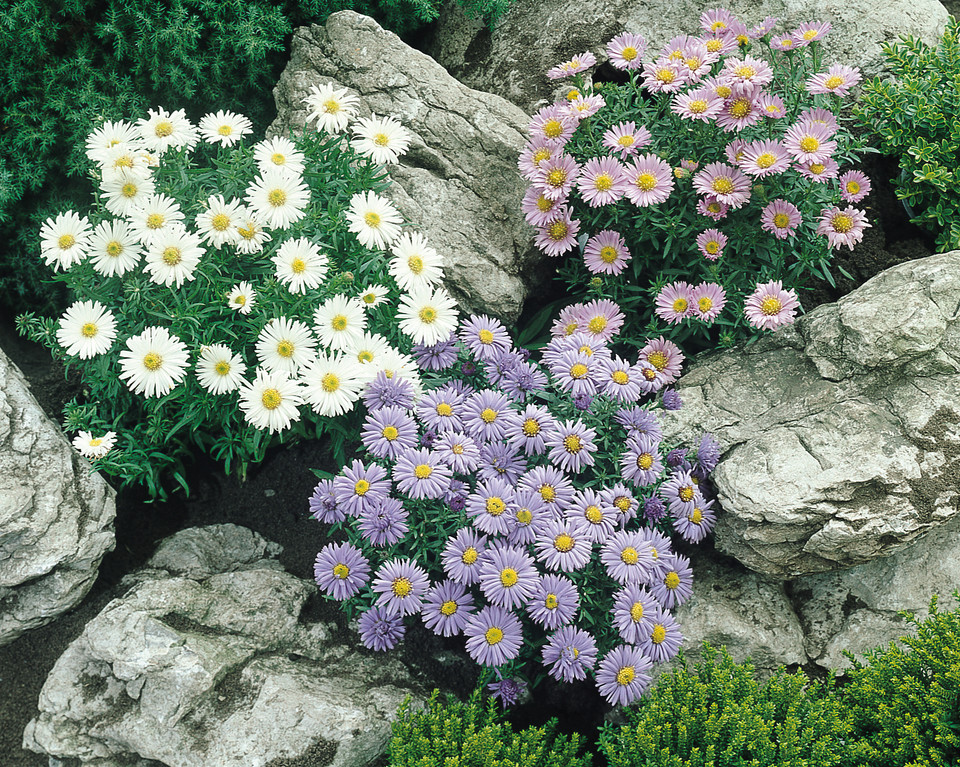 Aster Dwarf Mixed | Parkers Wholesale