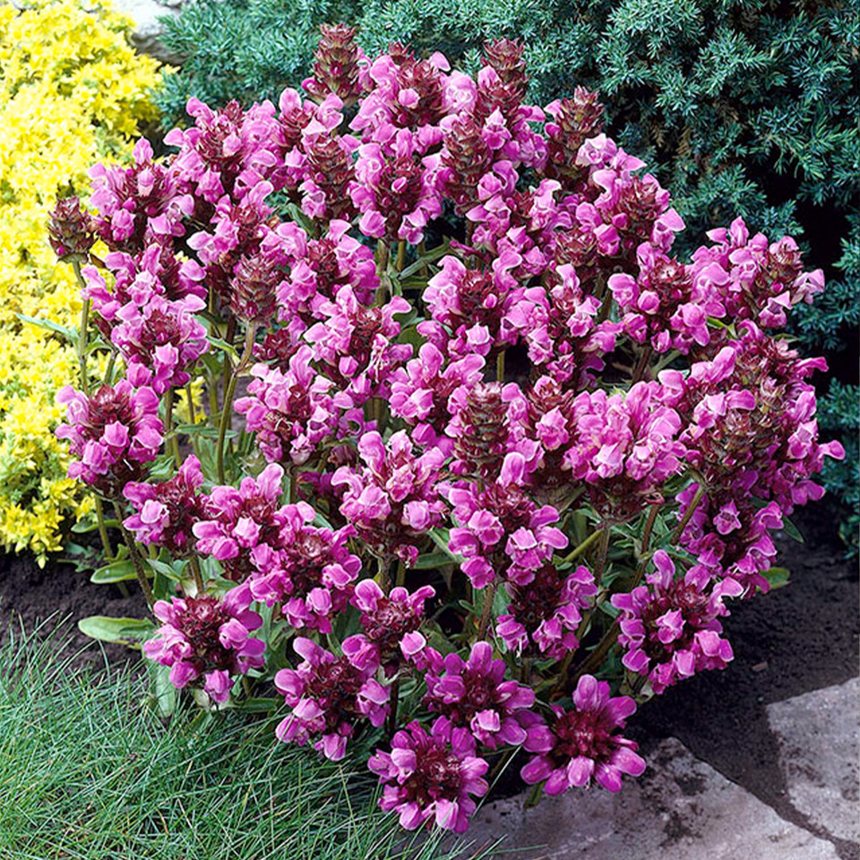 Buy Prunella Grandiflora Rubra | J Parker Dutch Bulbs