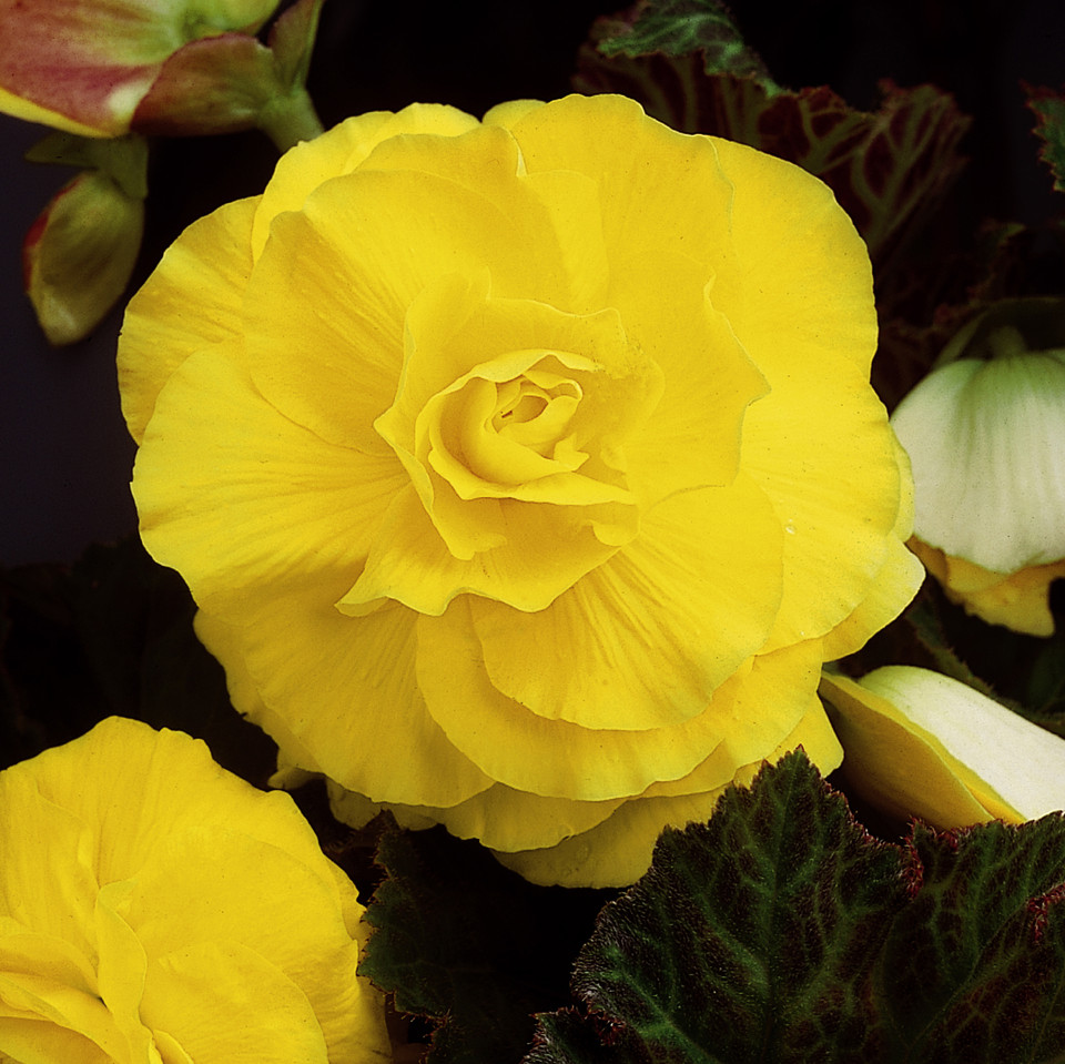 Begonia Double Yellow 5cm | Parkers Wholesale