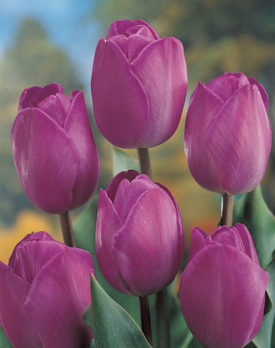 Buy premium quality Tulip Attila 10/12cm from Dutch Bulbs