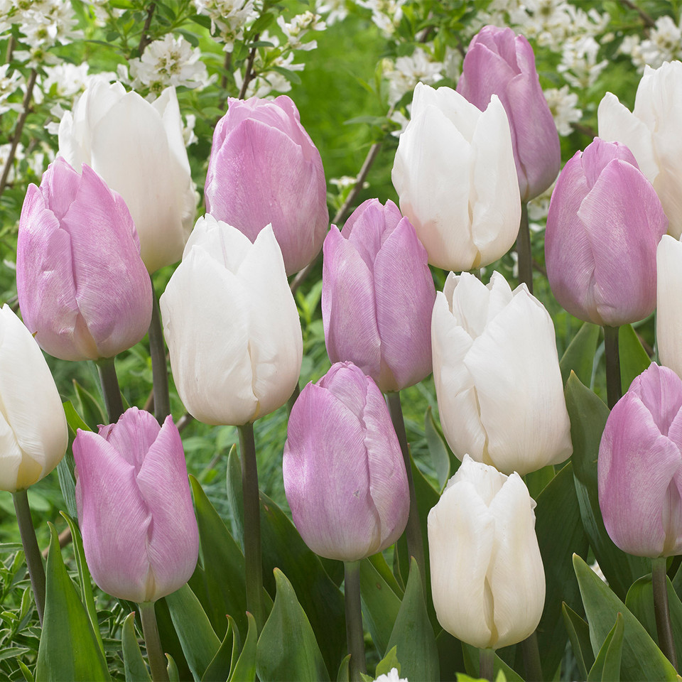 Buy premium quality Tulip Candy Prince 10/12cm from Dutch Bulbs